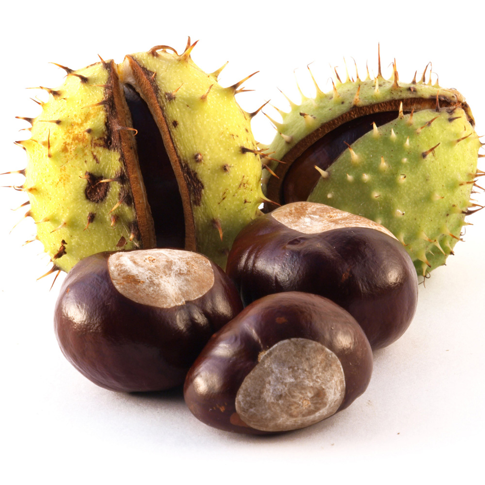 Kesten | Kuda u Kupovinu