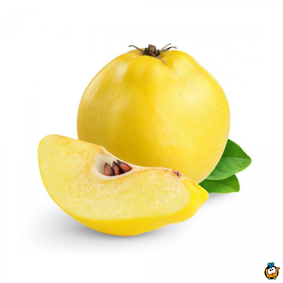 Dunja | Kuda u Kupovinu